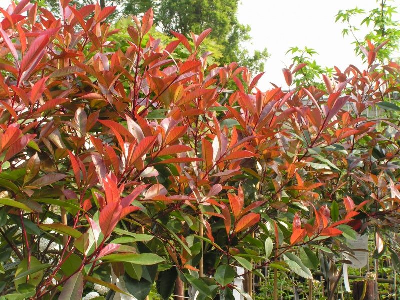 Bestel Photinia fraseri Red Robin voordelig bij Plantenweelde