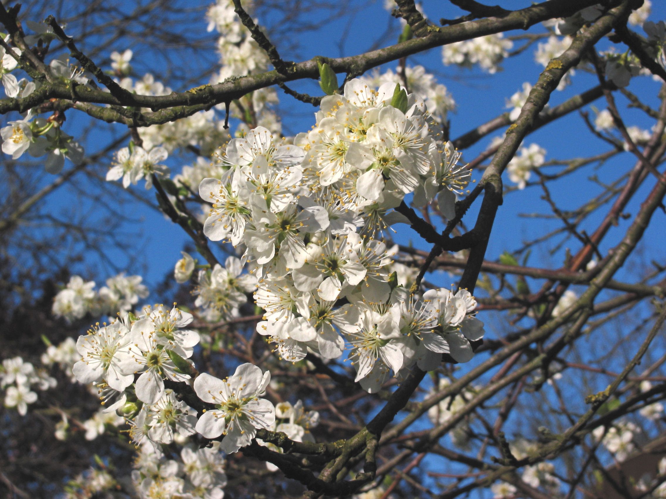Bestel Prunus ‘Opal’ voordelig bij Plantenweelde