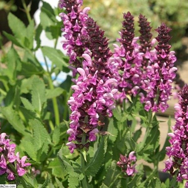 Bestel Salvia nemorosa ‘Rose Queen’ voordelig bij Plantenweelde