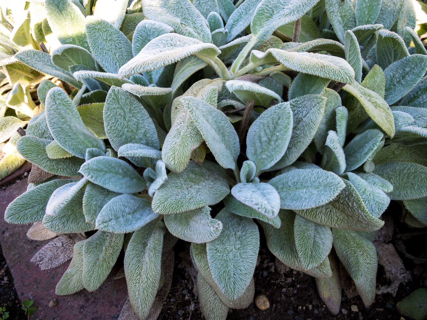 Bestel Stachys byzantina ‘Silver Carpet’ voordelig bij Plantenweelde