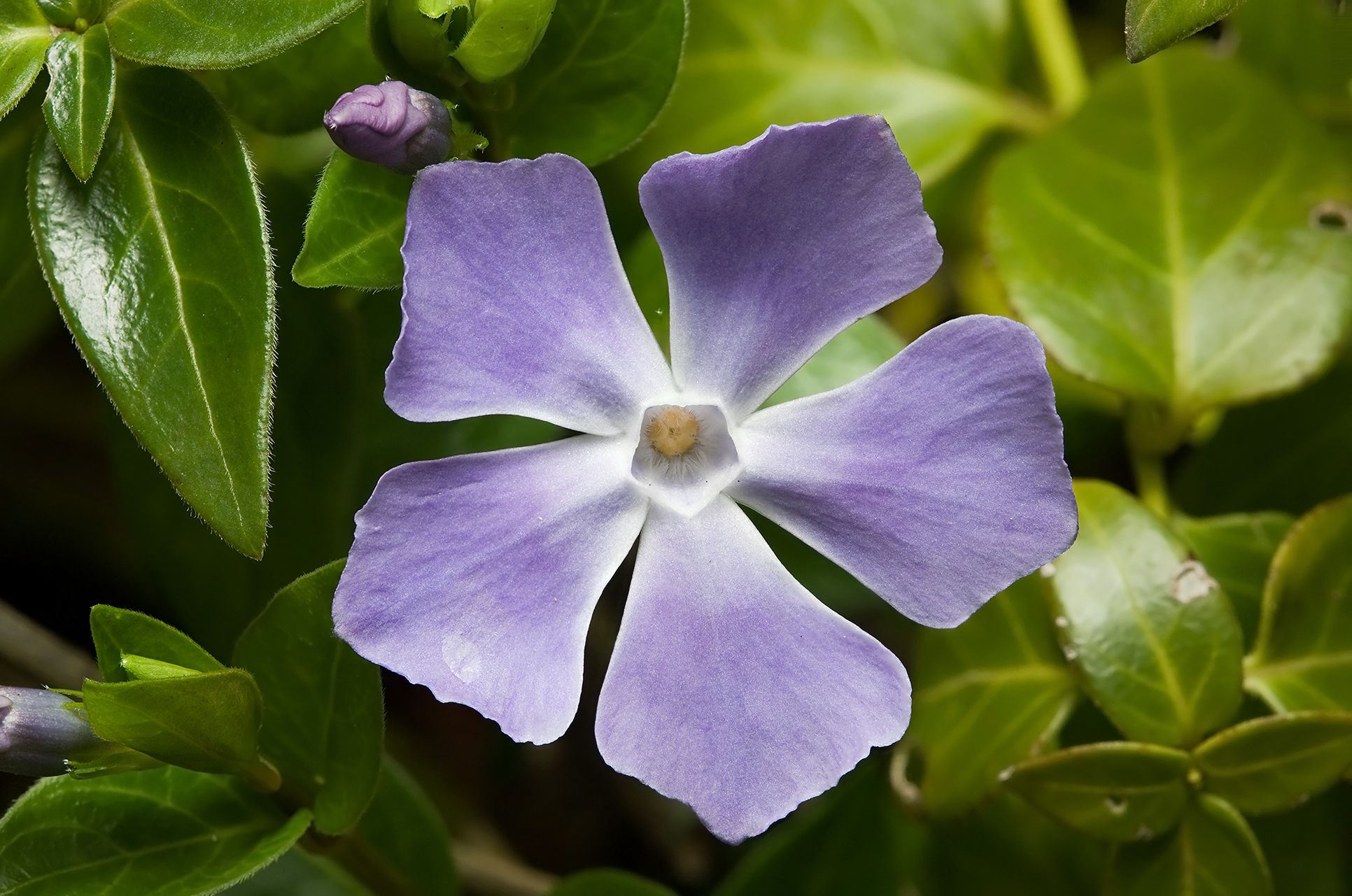 Bestel Vinca major ‘Variegata’ voordelig bij Plantenweelde