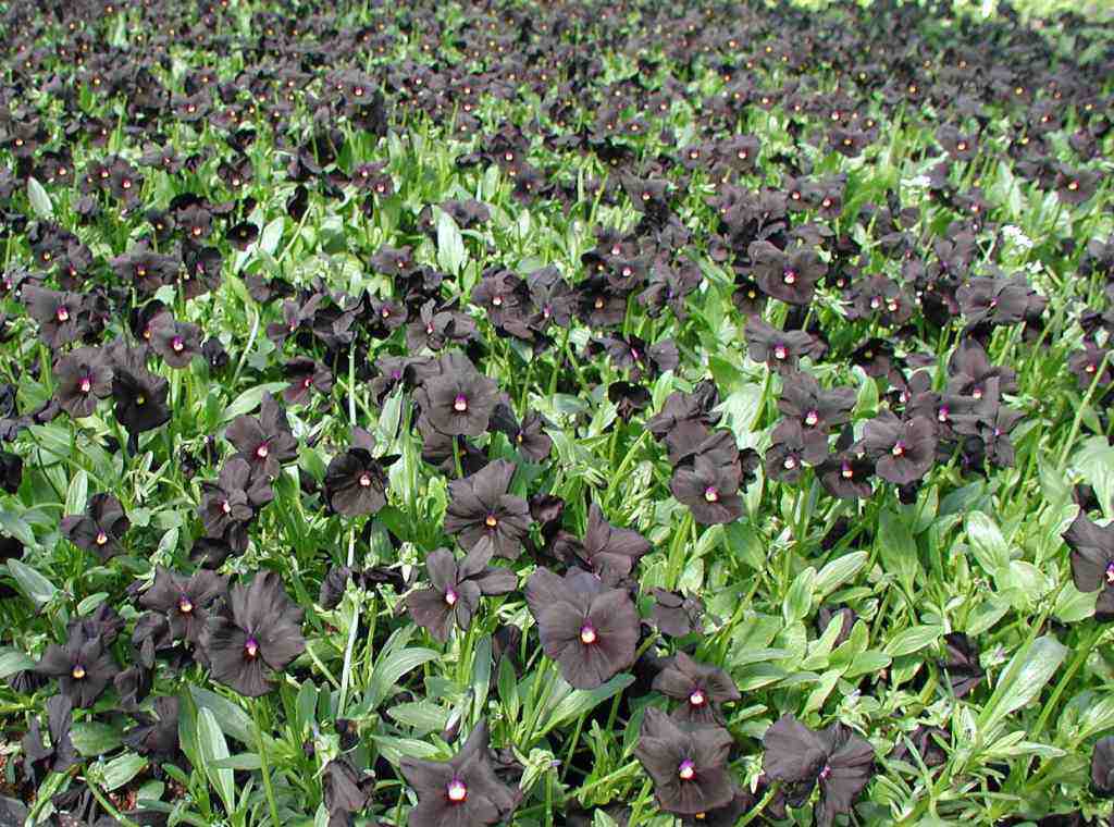 Bestel Viola ‘Molly Sanderson’ voordelig bij Plantenweelde