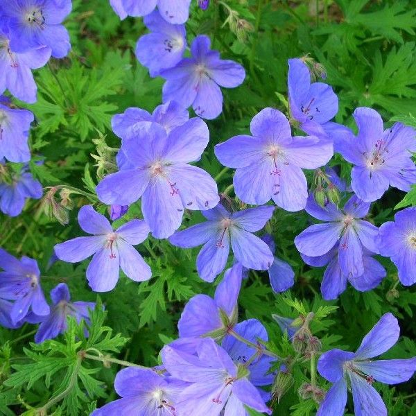 Bestel Geranium himalayense ‘Johnson’s Blue’ voordelig bij Plantenweelde