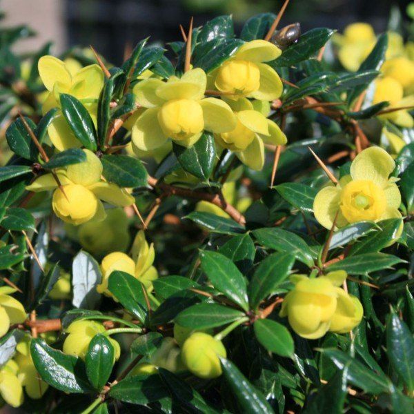 Sierheesters Archieven - Plantenweelde