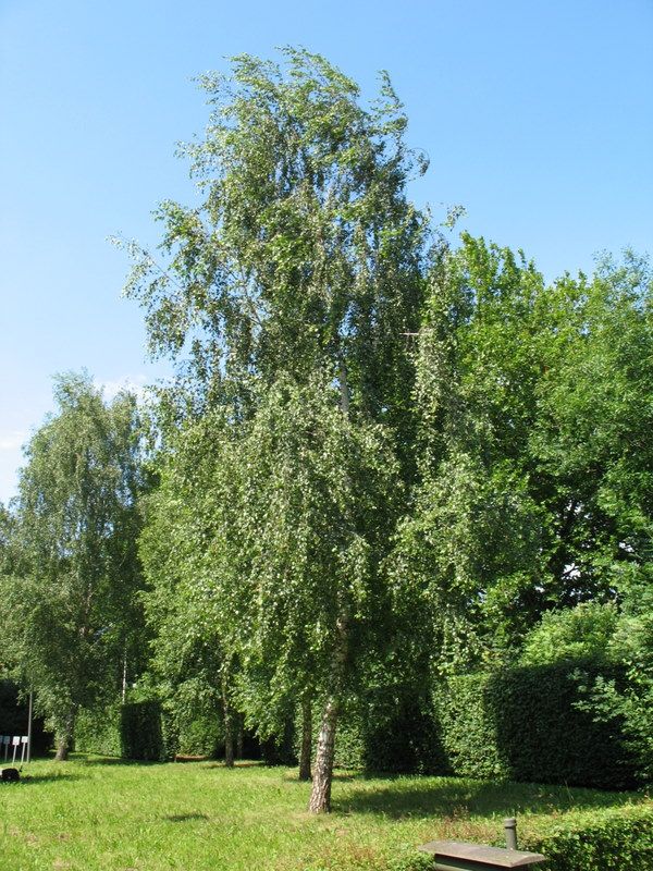 Bestel Betula pendula – Ruwe berk, Witte berk voordelig bij Plantenweelde