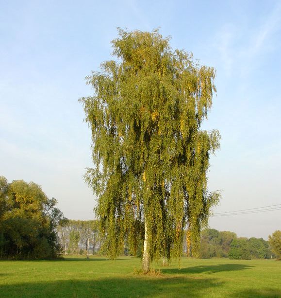 Bestel Betula pendula – Ruwe berk, Witte berk voordelig bij Plantenweelde