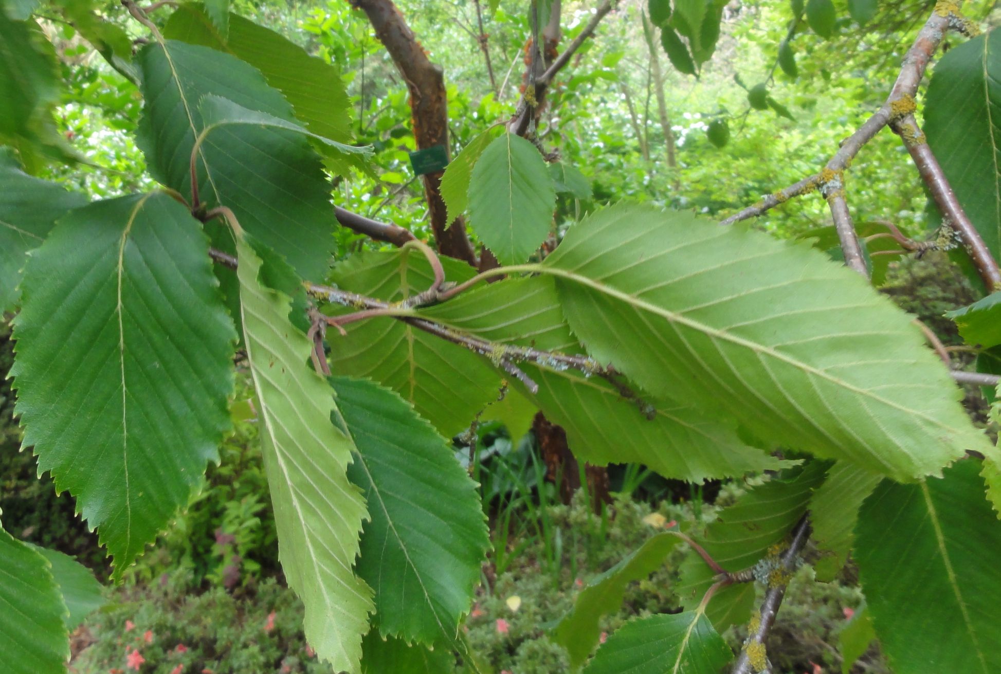 Bestel Betula utilis jacquemontii – Witte himalayaberk voordelig bij ...