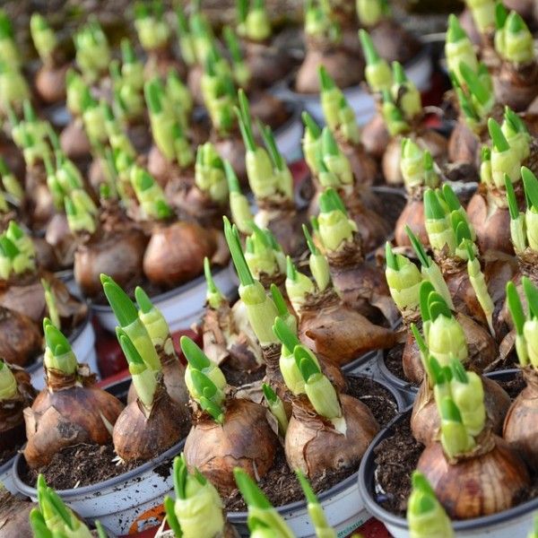 Bestel Bloembollen voordelig bij Plantenweelde