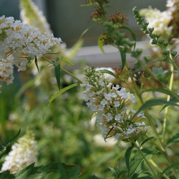 Bestel Buddleja dav. 'White profusion' voordelig bij Plantenweelde Bestel Buddleja dav. 'White profusion' voordelig bij Plantenweelde