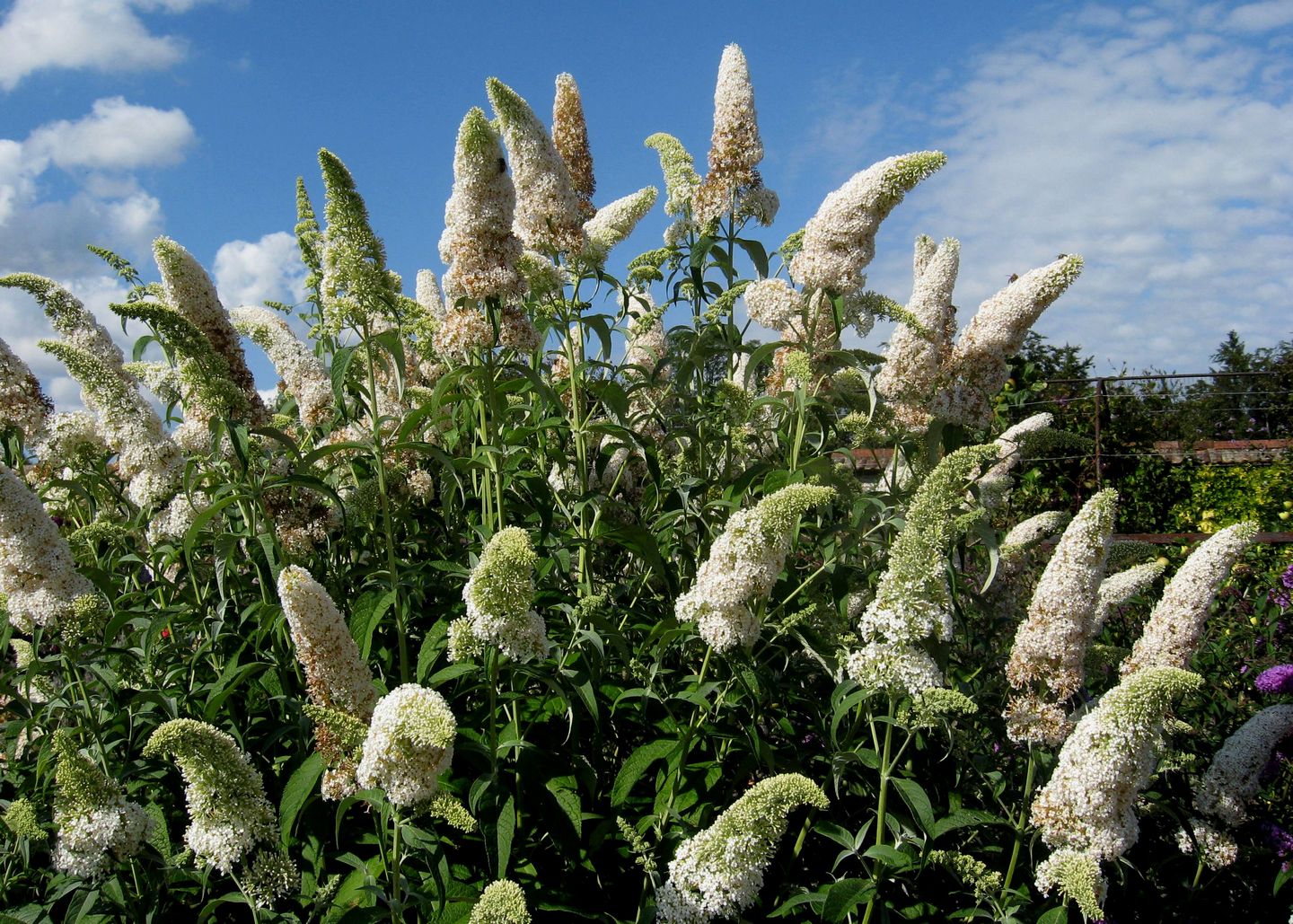 Bestel Buddleja dav. 'White profusion' voordelig bij Plantenweelde Bestel Buddleja dav. 'White profusion' voordelig bij Plantenweelde