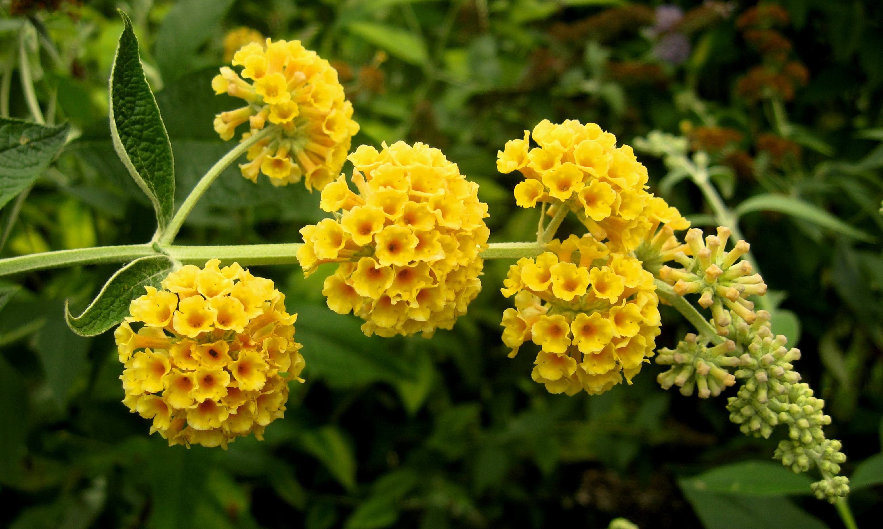 Bestel Buddleja weyeriana 'Sungold' voordelig bij Plantenweelde