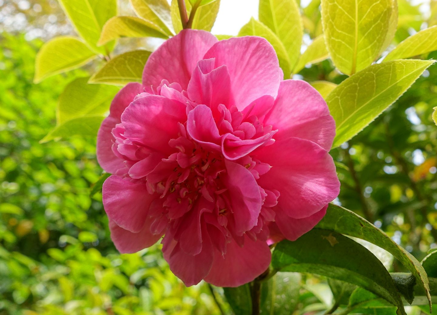 Bestel Camellia will. 'Debbie' voordelig bij Plantenweelde