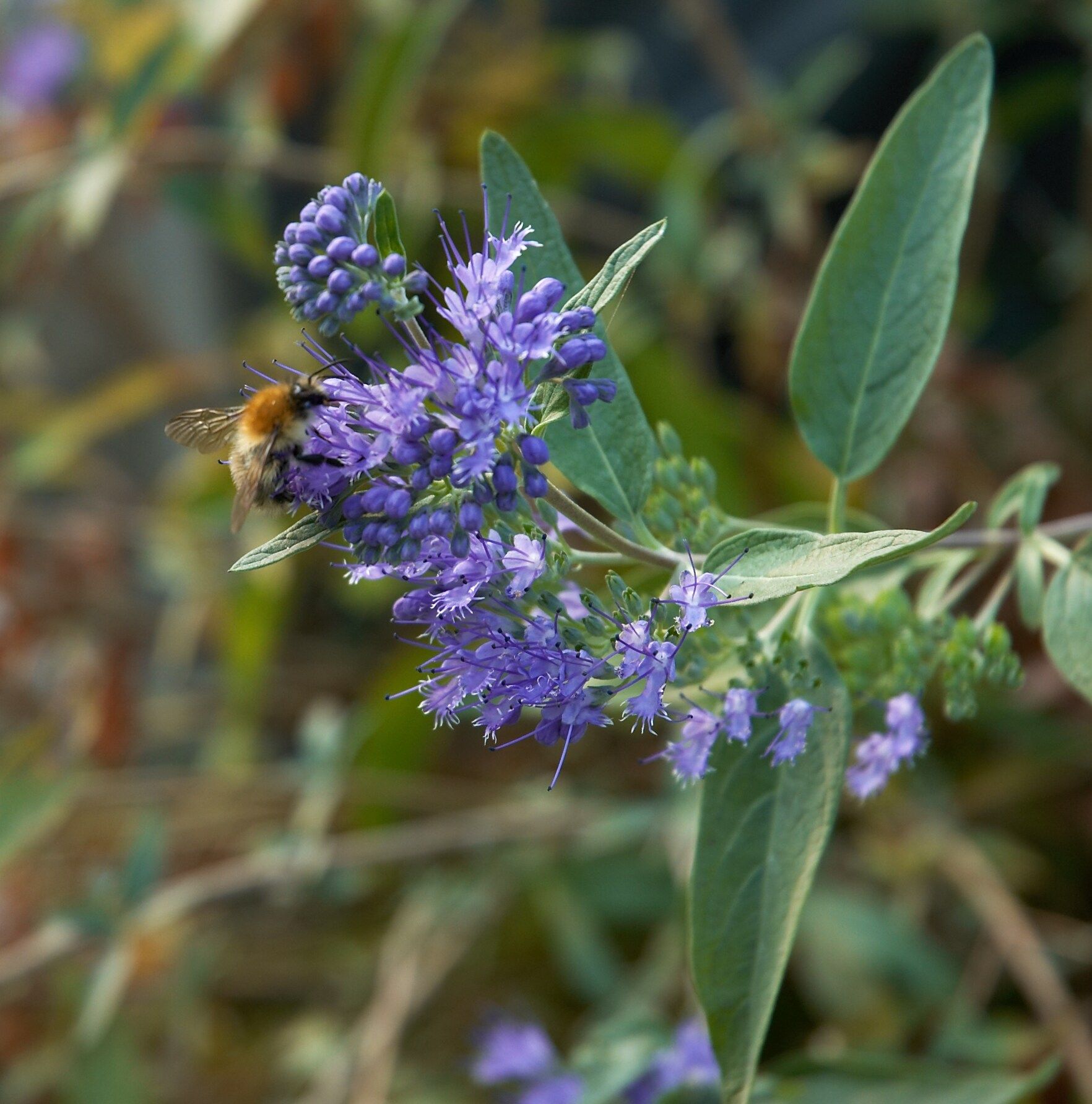 Bestel Caryopteris cland. 'Heavenly Blue' voordelig bij Plantenweelde