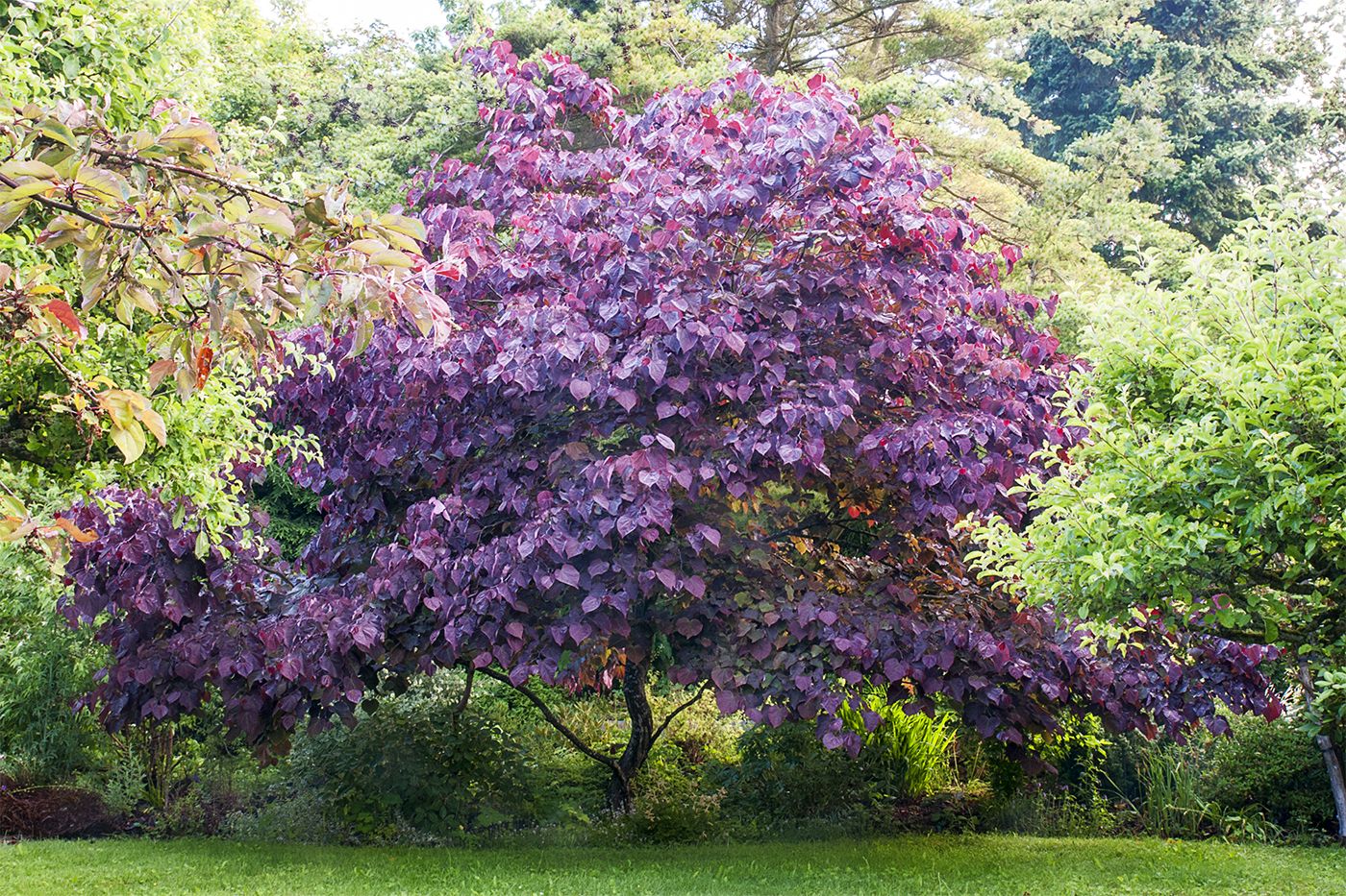 Bestel Cercis canadensis ‘Forest Pansy’ – Judasboom voordelig bij ... Bestel Cercis canadensis ‘Forest Pansy’ – Judasboom voordelig bij ...