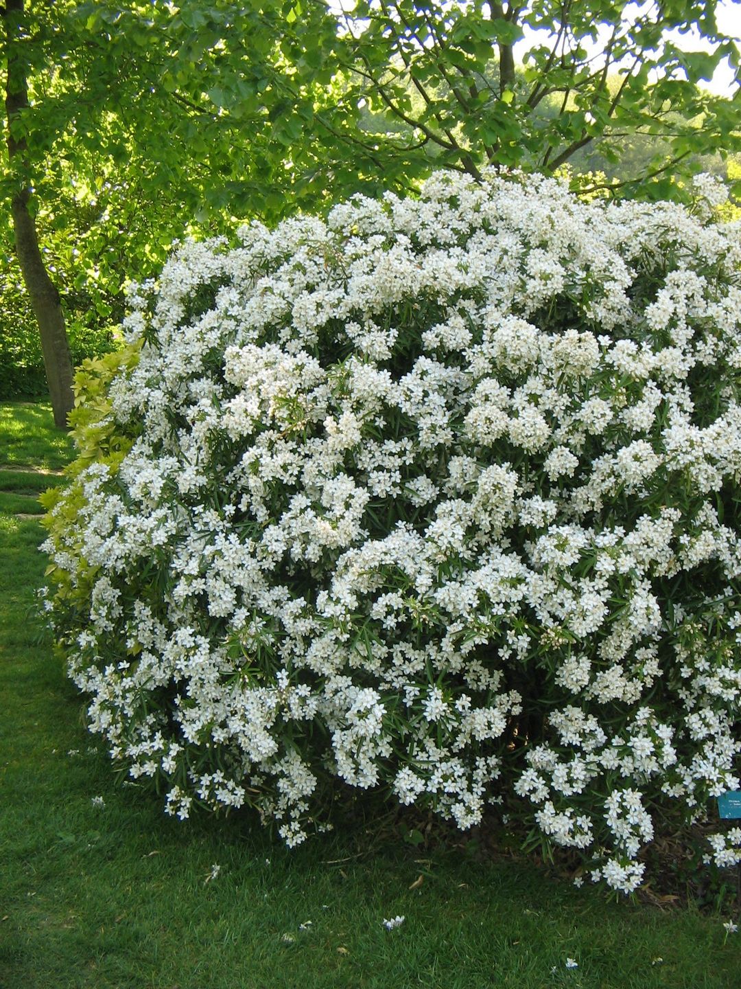 Bestel Choisya 'Aztec Pearl' voordelig bij Plantenweelde