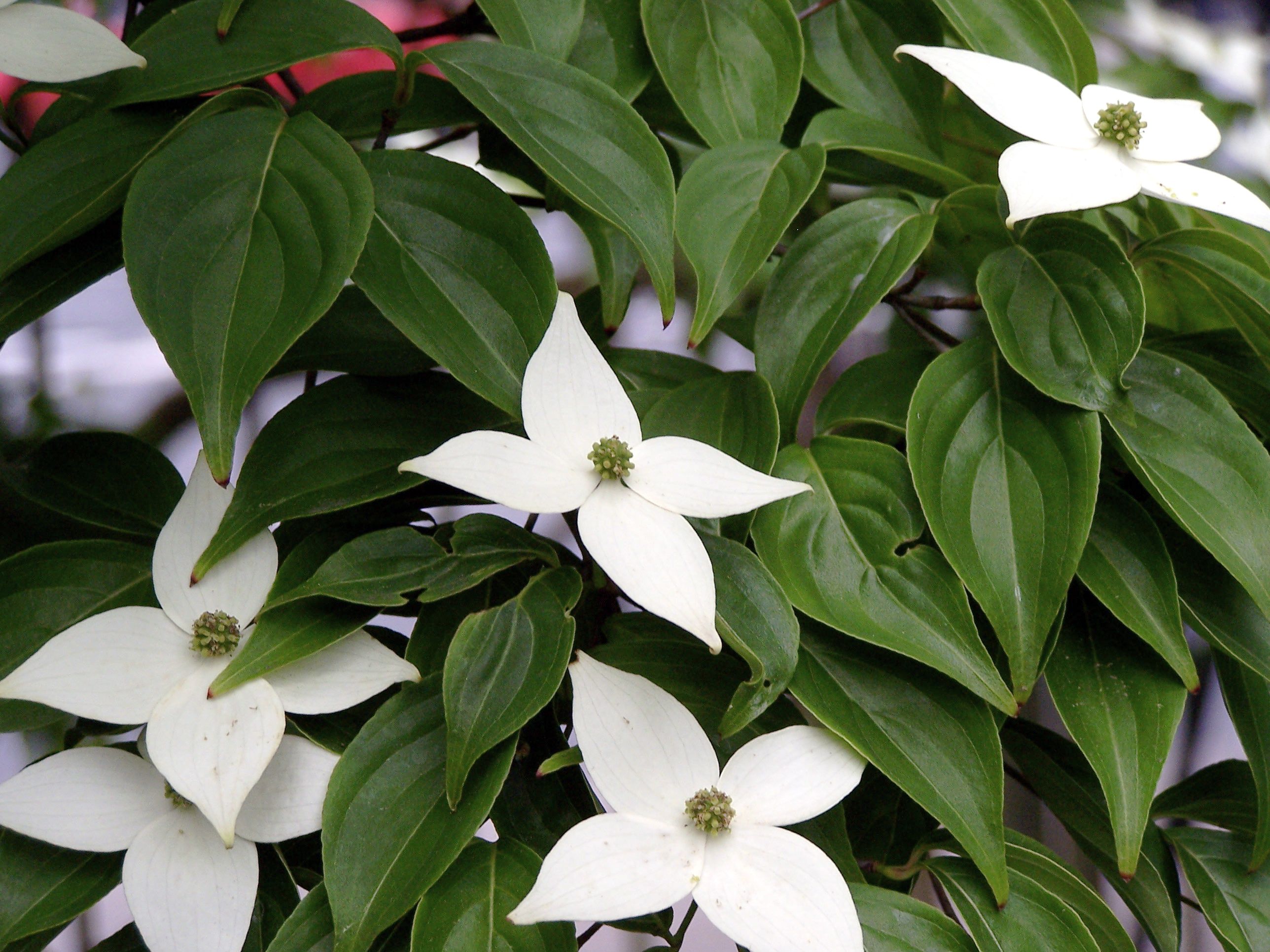 Bestel Cornus kousa voordelig bij Plantenweelde