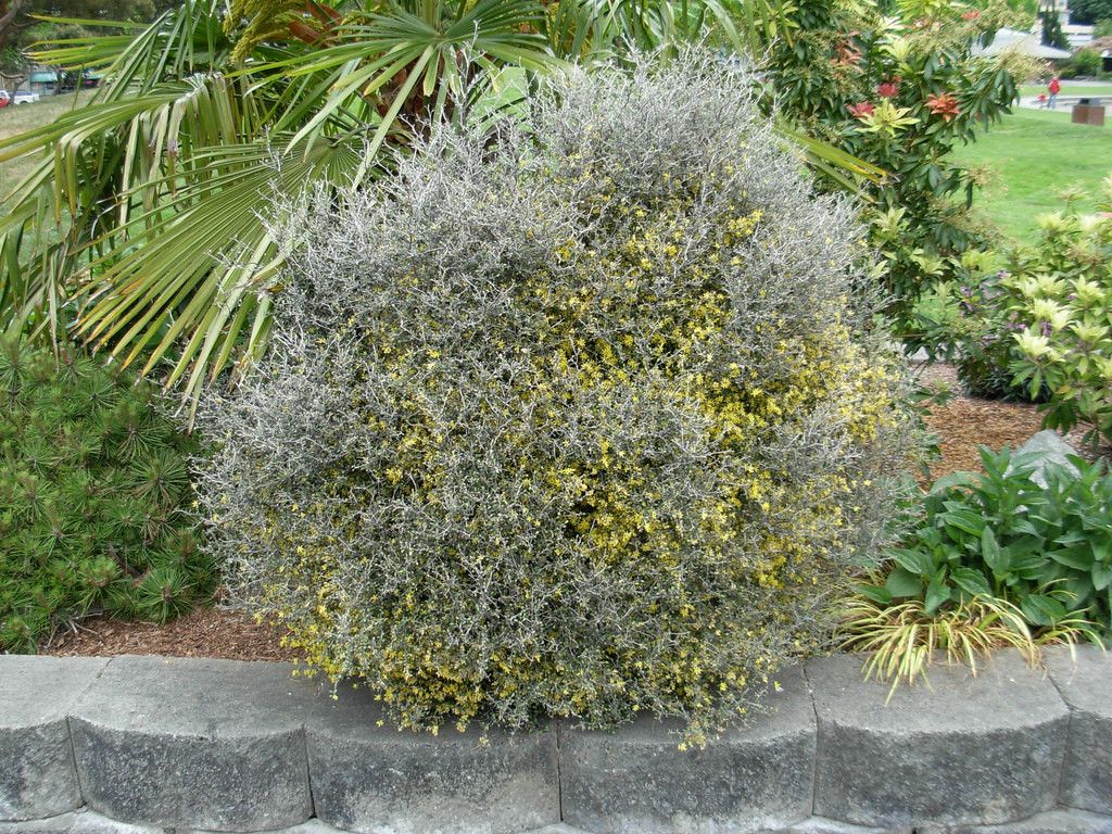 Bestel Corokia cotoneaster voordelig bij Plantenweelde