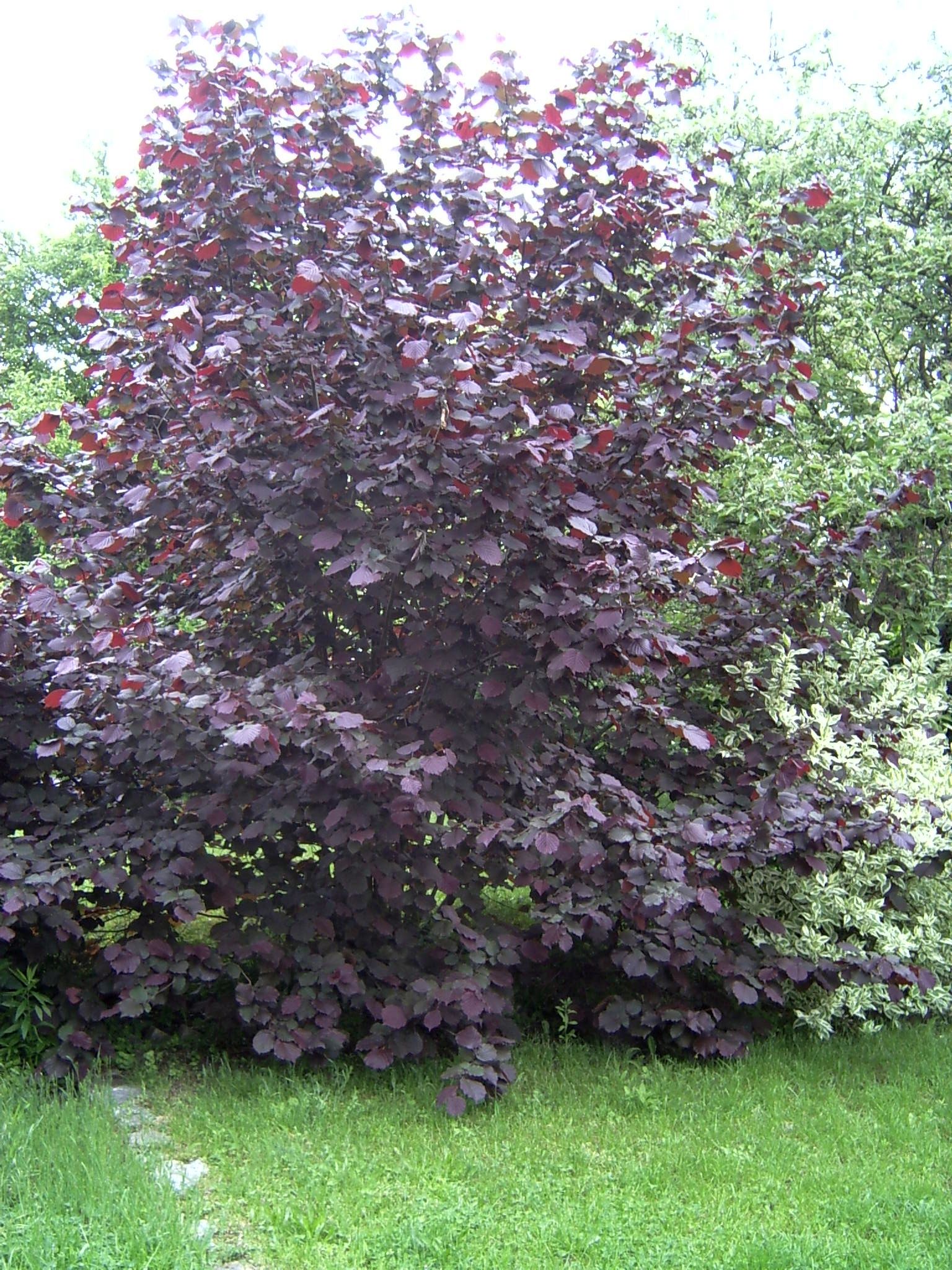 Bestel Corylus maxima 'Purpurea' voordelig bij Plantenweelde