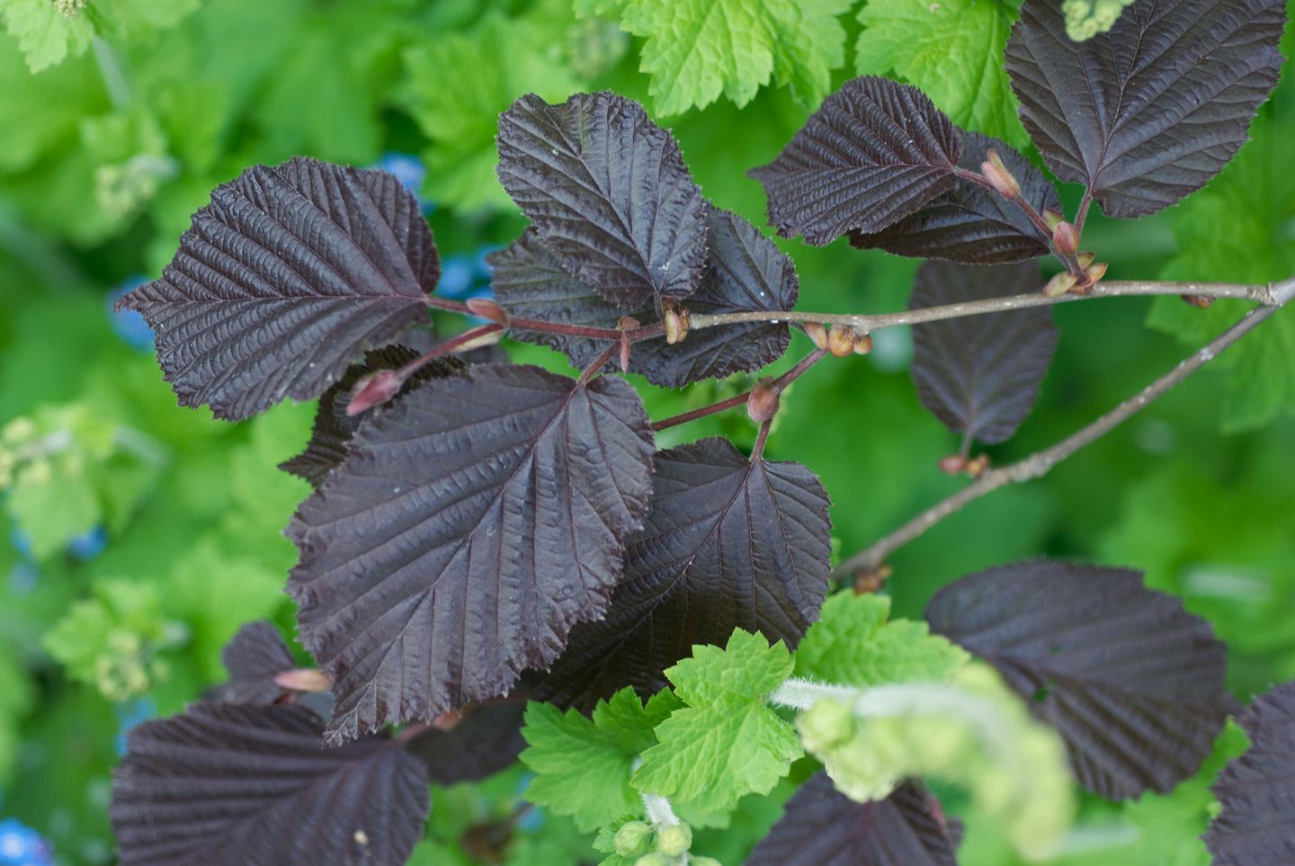 Bestel Corylus maxima 'Purpurea' voordelig bij Plantenweelde