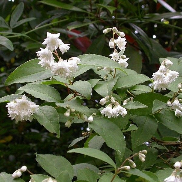 Bestel Deutzia scabra 'Plena' voordelig bij Plantenweelde