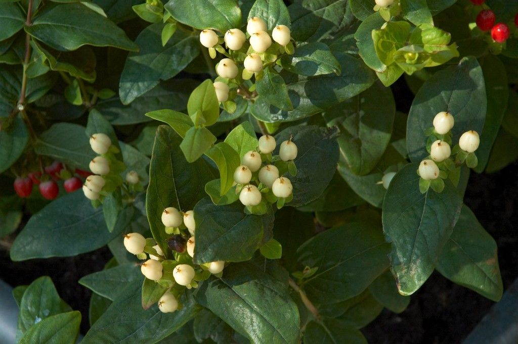 Bestel Hypericum Magical White voordelig bij Plantenweelde
