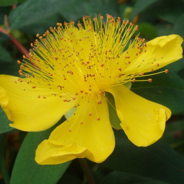 Bestel Hypericum calycinum voordelig bij Plantenweelde