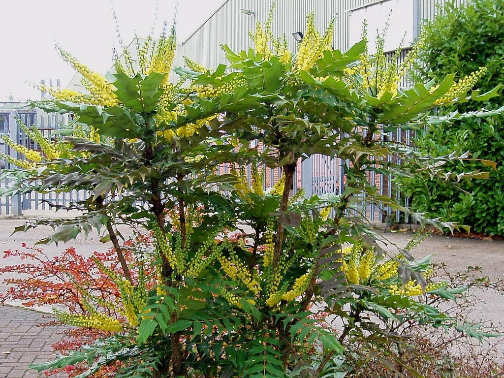 Bestel Mahonia media 'Winter Sun' voordelig bij Plantenweelde