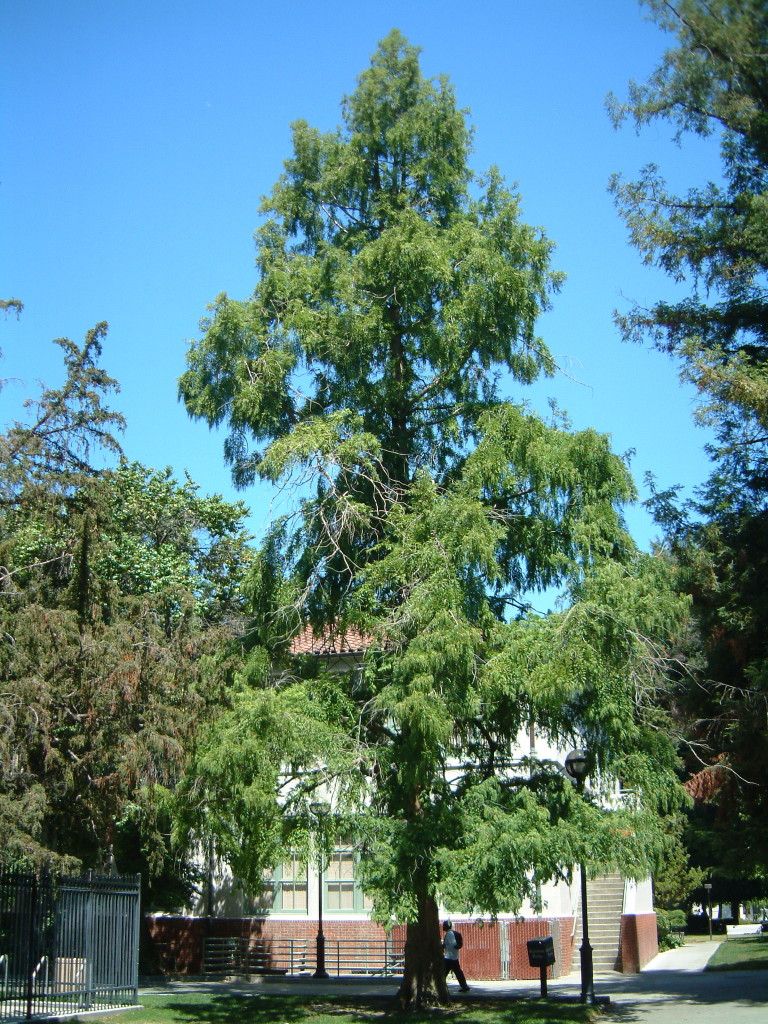 Bestel Metasequoia glyptostroboides – Chinese moerascipres voordelig ...