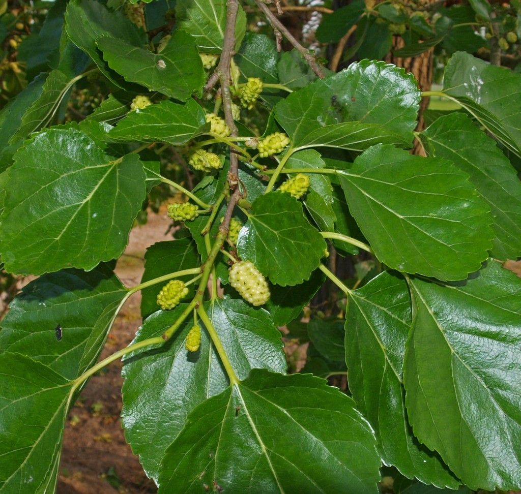 Bestel Morus alba 'Fruitless' voordelig bij Plantenweelde