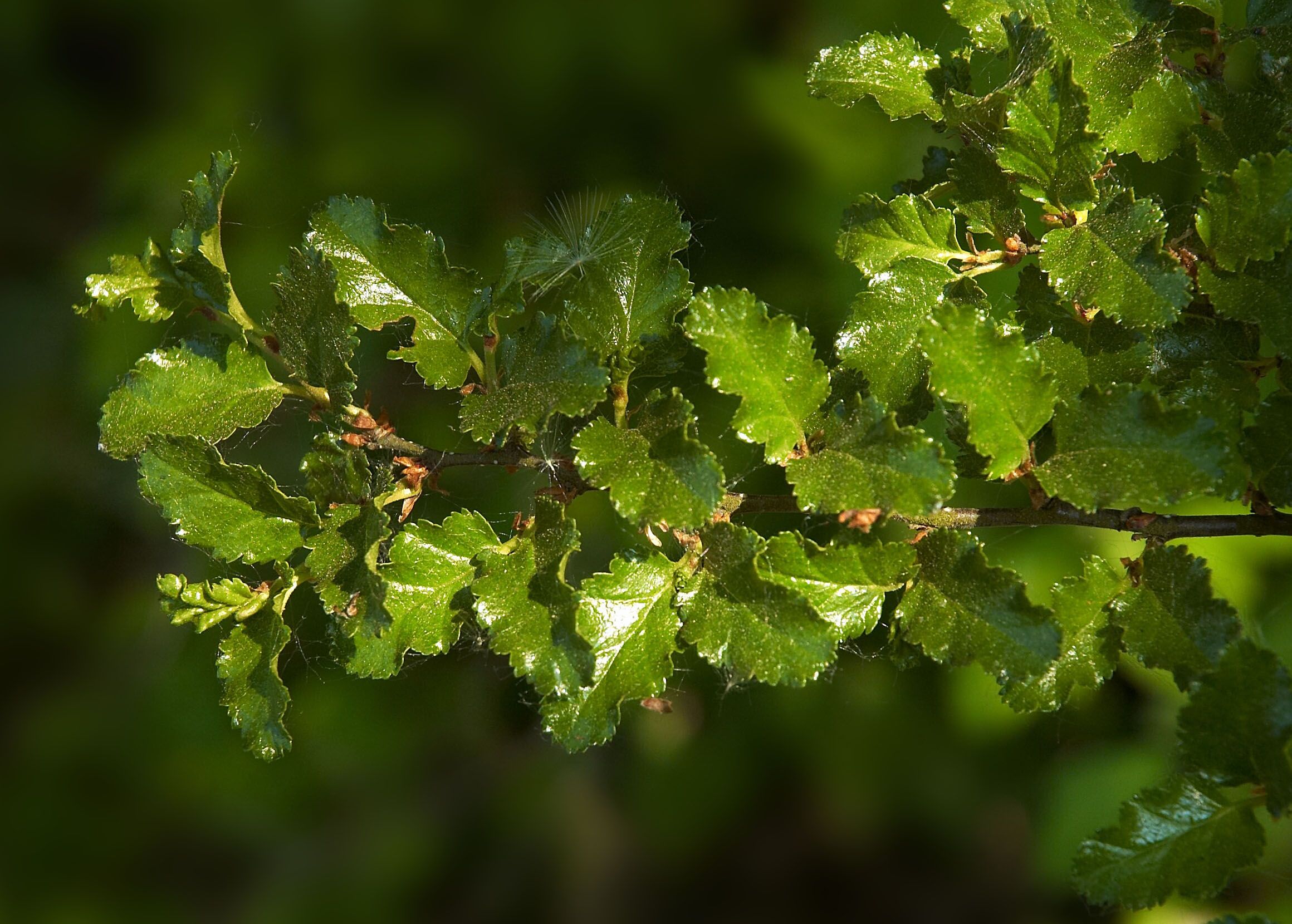 Bestel Nothofagus antarctica – Schijnbeuk voordelig bij Plantenweelde