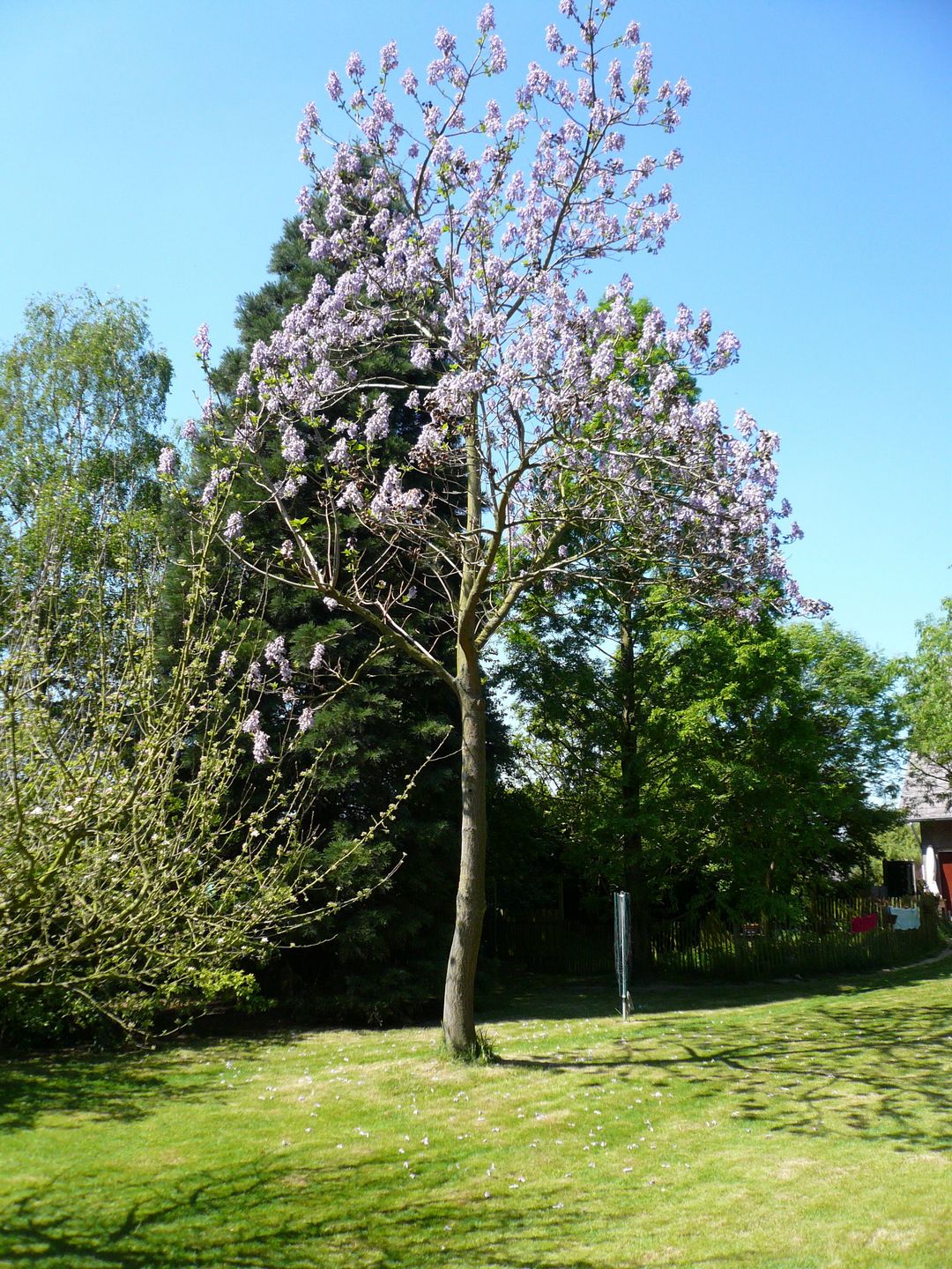 Bestel Paulownia tomentosa - Anna Paulownaboom voordelig bij Plantenweelde