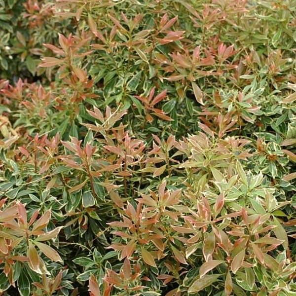 Bestel Pieris jap. 'Variegata' voordelig bij Plantenweelde