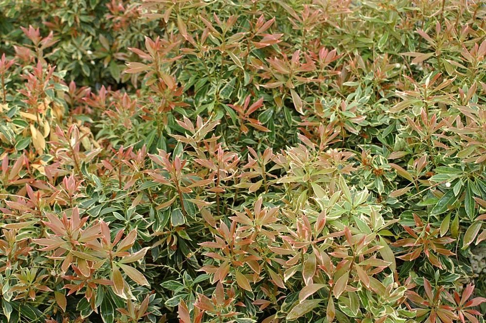 Bestel Pieris jap. 'Variegata' voordelig bij Plantenweelde