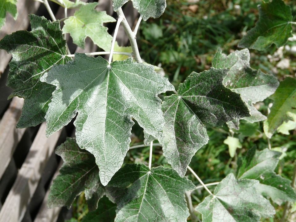 Bestel Populus alba – Witte abeel voordelig bij Plantenweelde