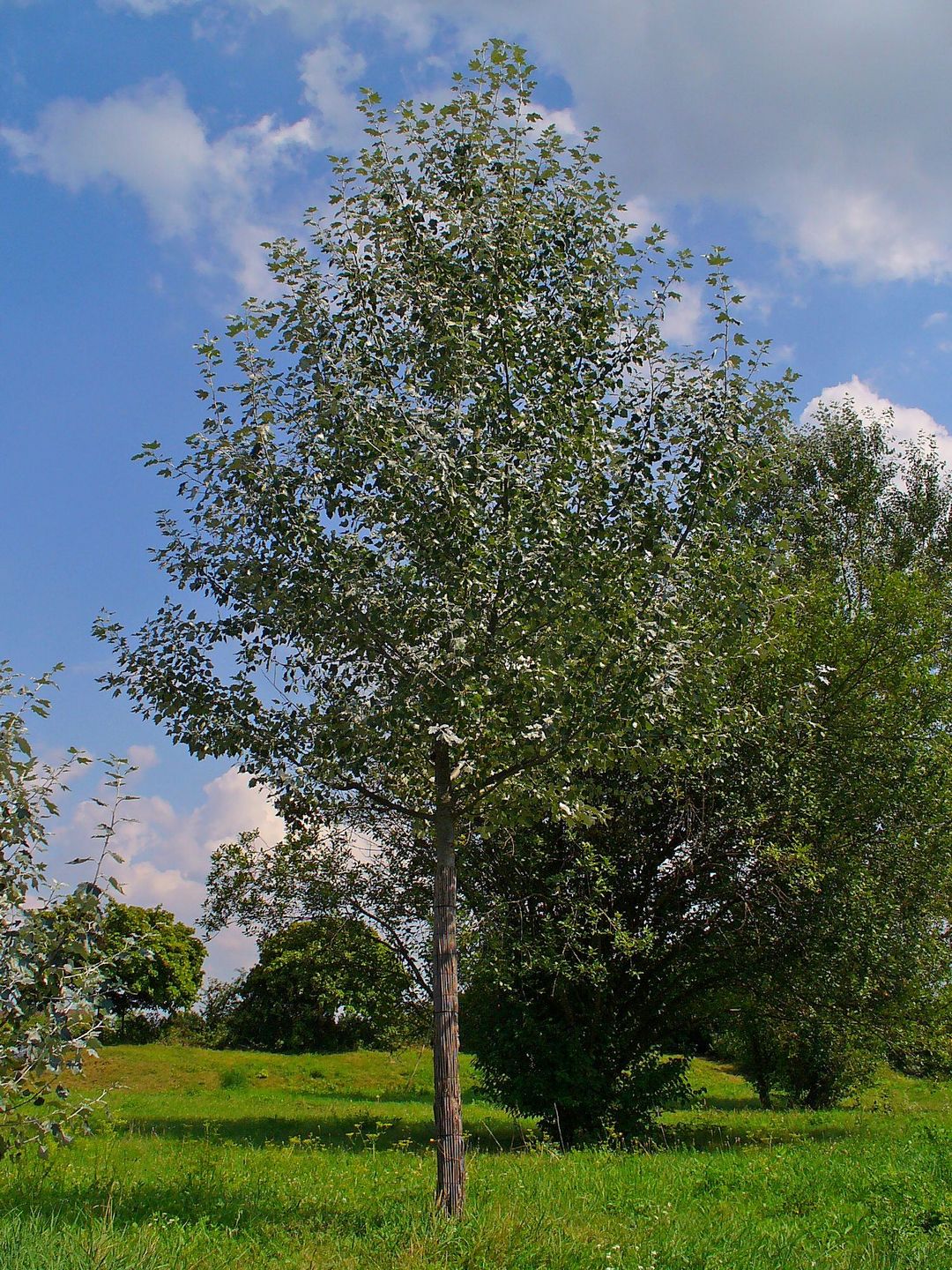 Bestel Populus alba – Witte abeel voordelig bij Plantenweelde