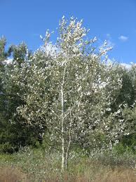 Bestel Populus alba – Witte abeel voordelig bij Plantenweelde
