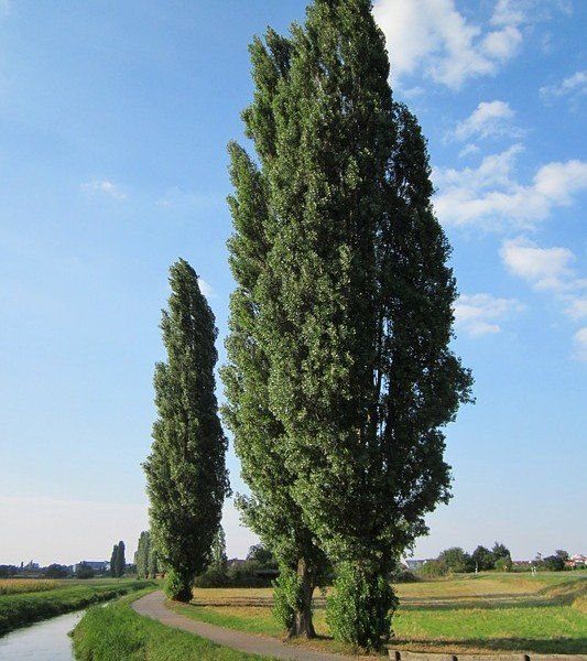 Bestel Populus nigra – Zwarte populier voordelig bij Plantenweelde