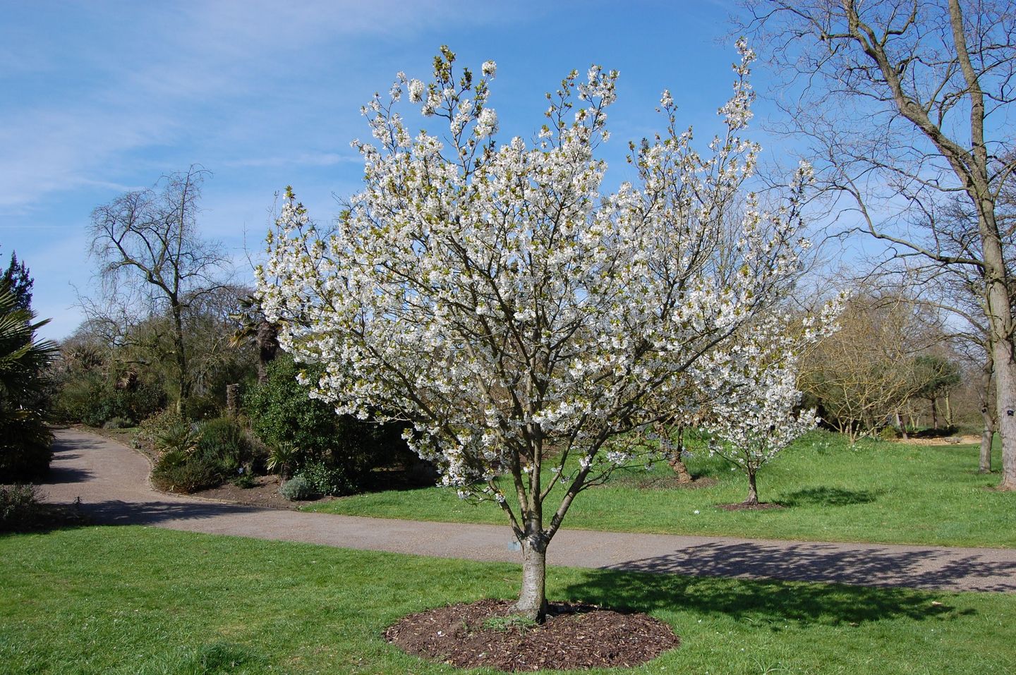 Bestel Prunus 'Umineko' voordelig bij Plantenweelde