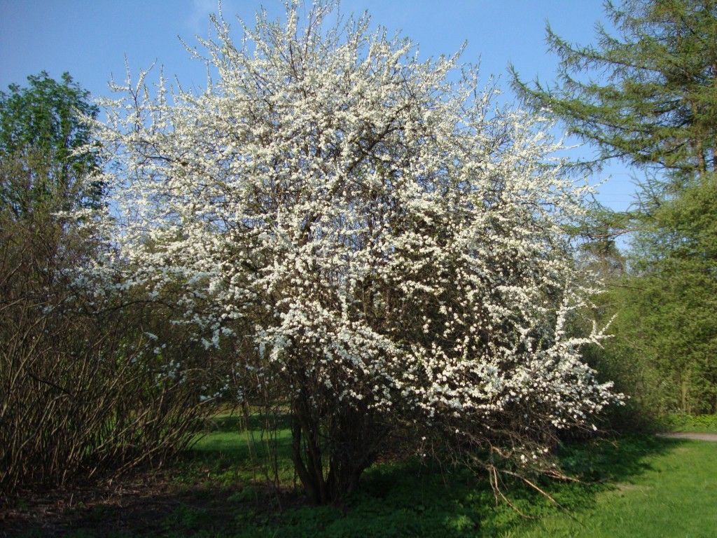 Bestel Prunus spinosa (sleedoorn) voordelig bij Plantenweelde