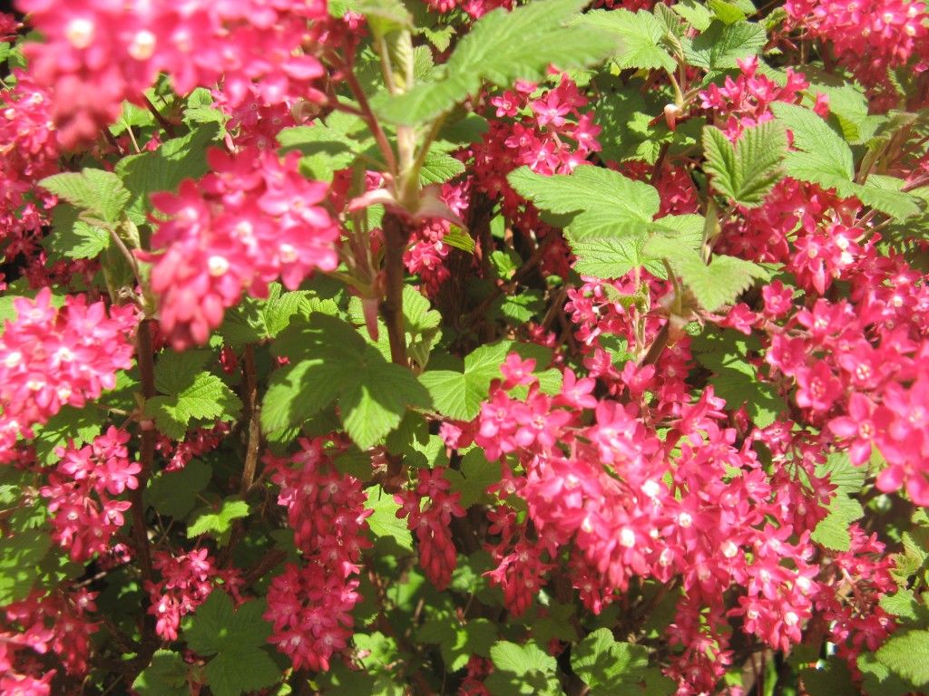 Bestel Ribes sanguineum 'King Edward VII' voordelig bij Plantenweelde