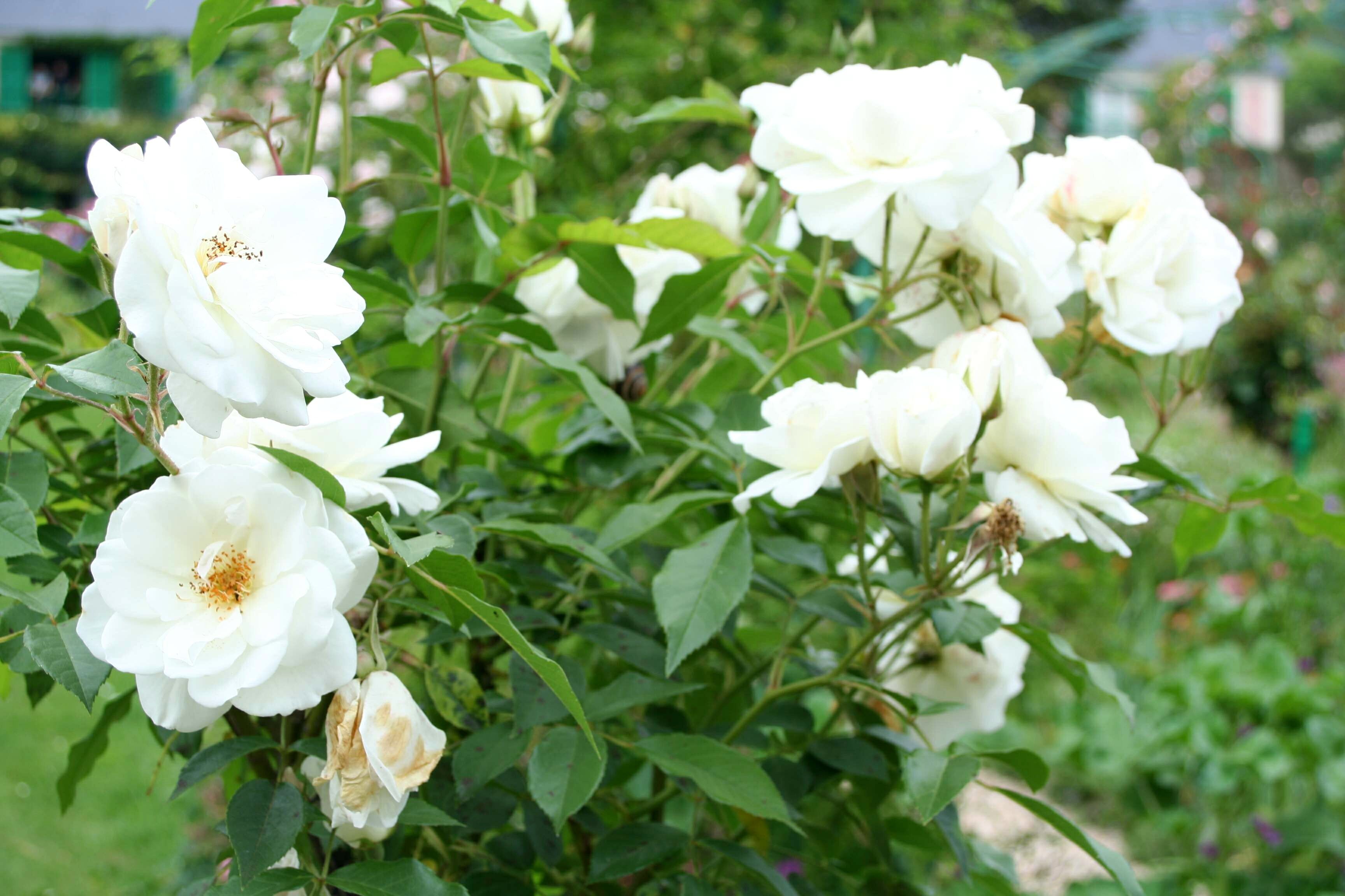 Bestel Rosa 'Iceberg' voordelig bij Plantenweelde