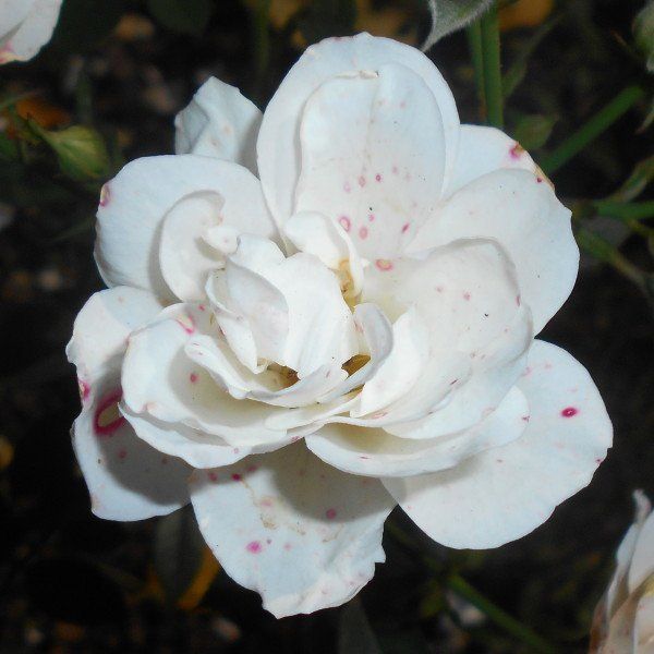 Rozen in pot Archieven - Plantenweelde