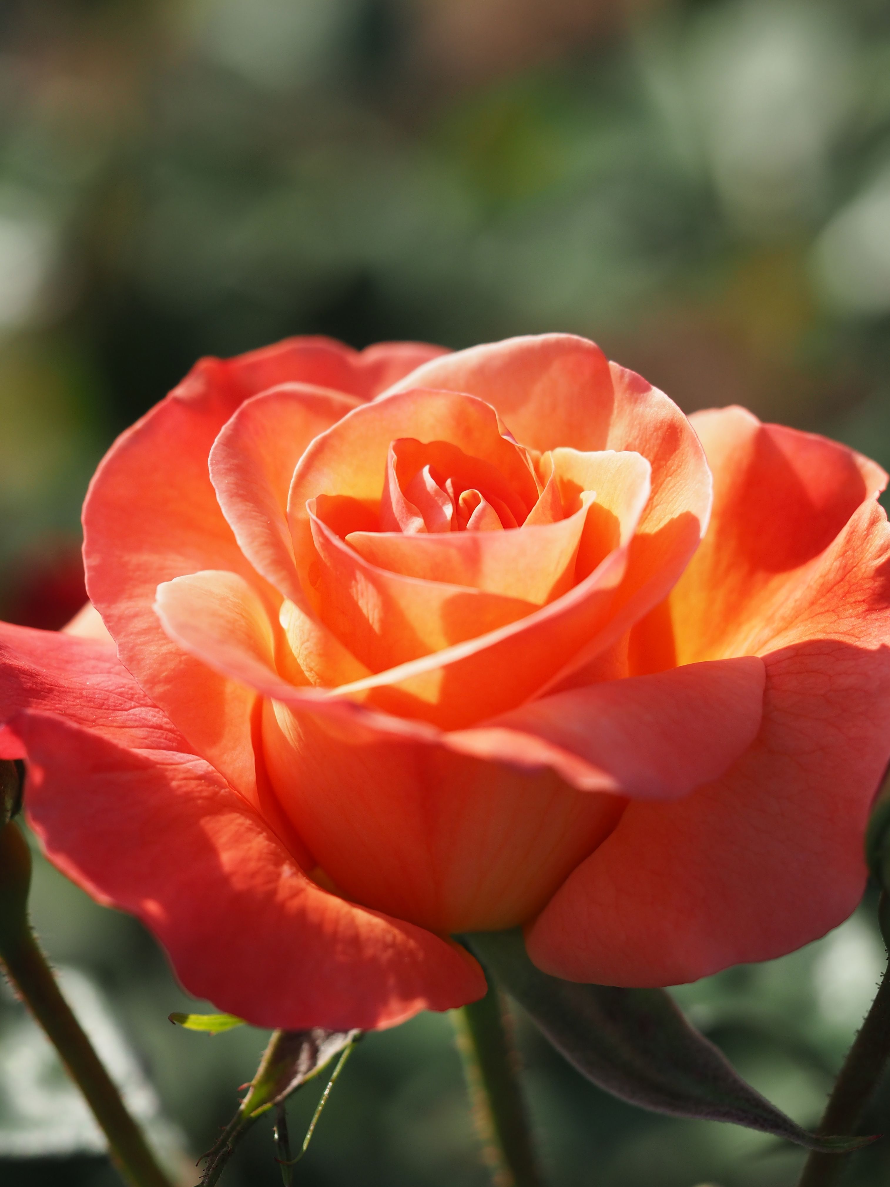 Bestel Rosa (T) 'Bonfire' voordelig bij Plantenweelde