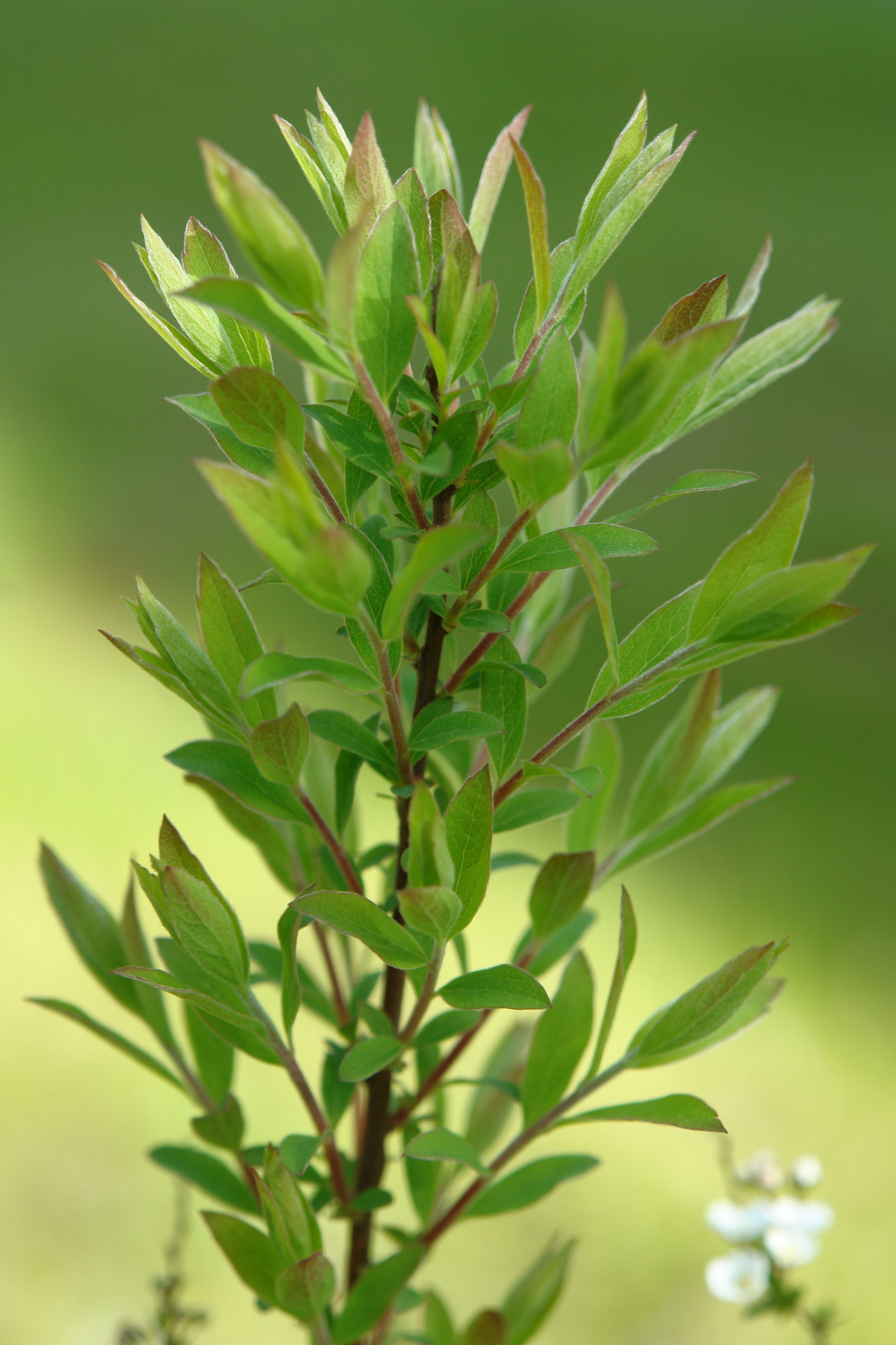 Bestel Spiraea cinerea 'Grefsheim' voordelig bij Plantenweelde