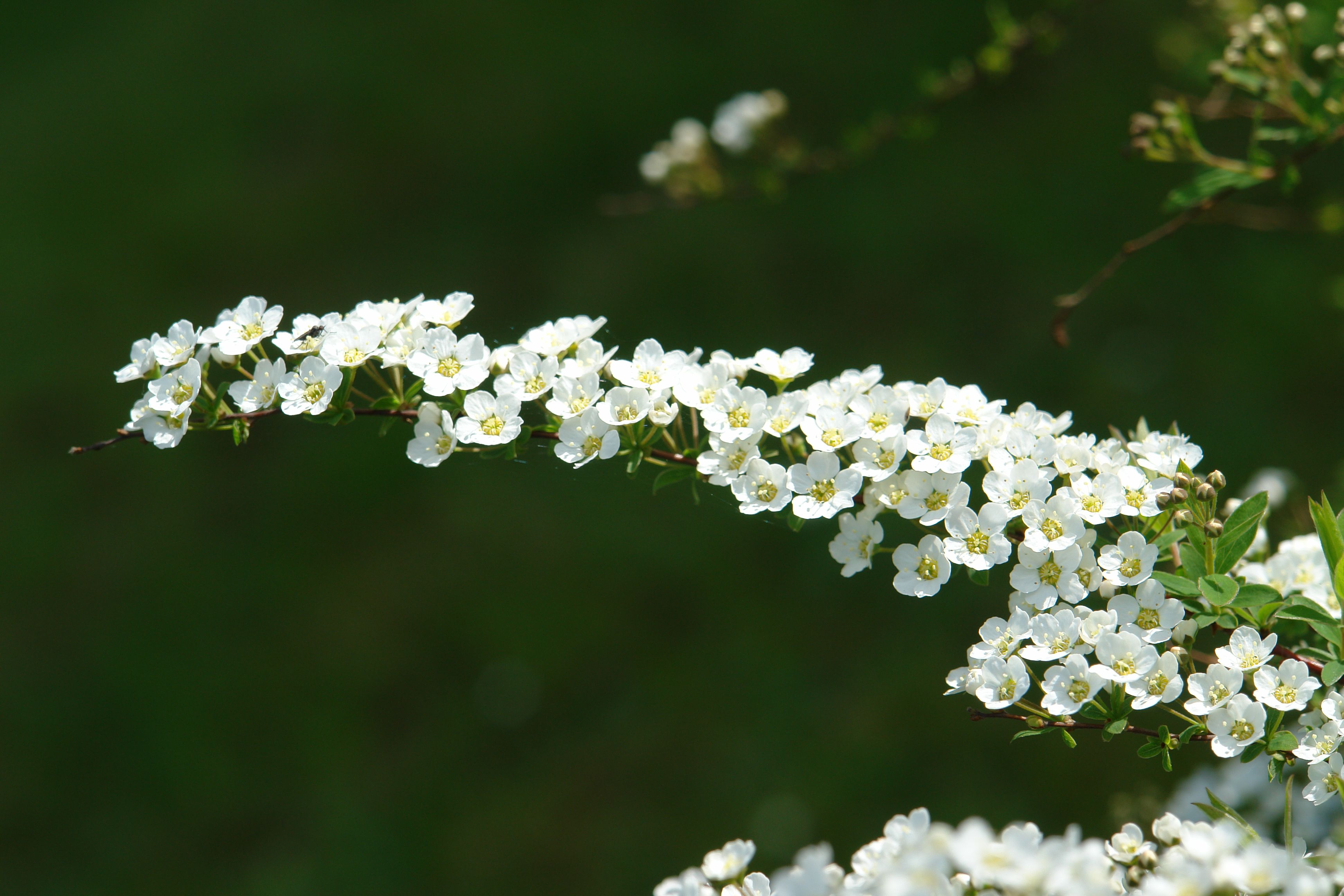 Bestel Spiraea cinerea 'Grefsheim' voordelig bij Plantenweelde