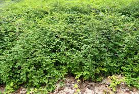 Bestel Stephanandra incisa 'Crispa' voordelig bij Plantenweelde