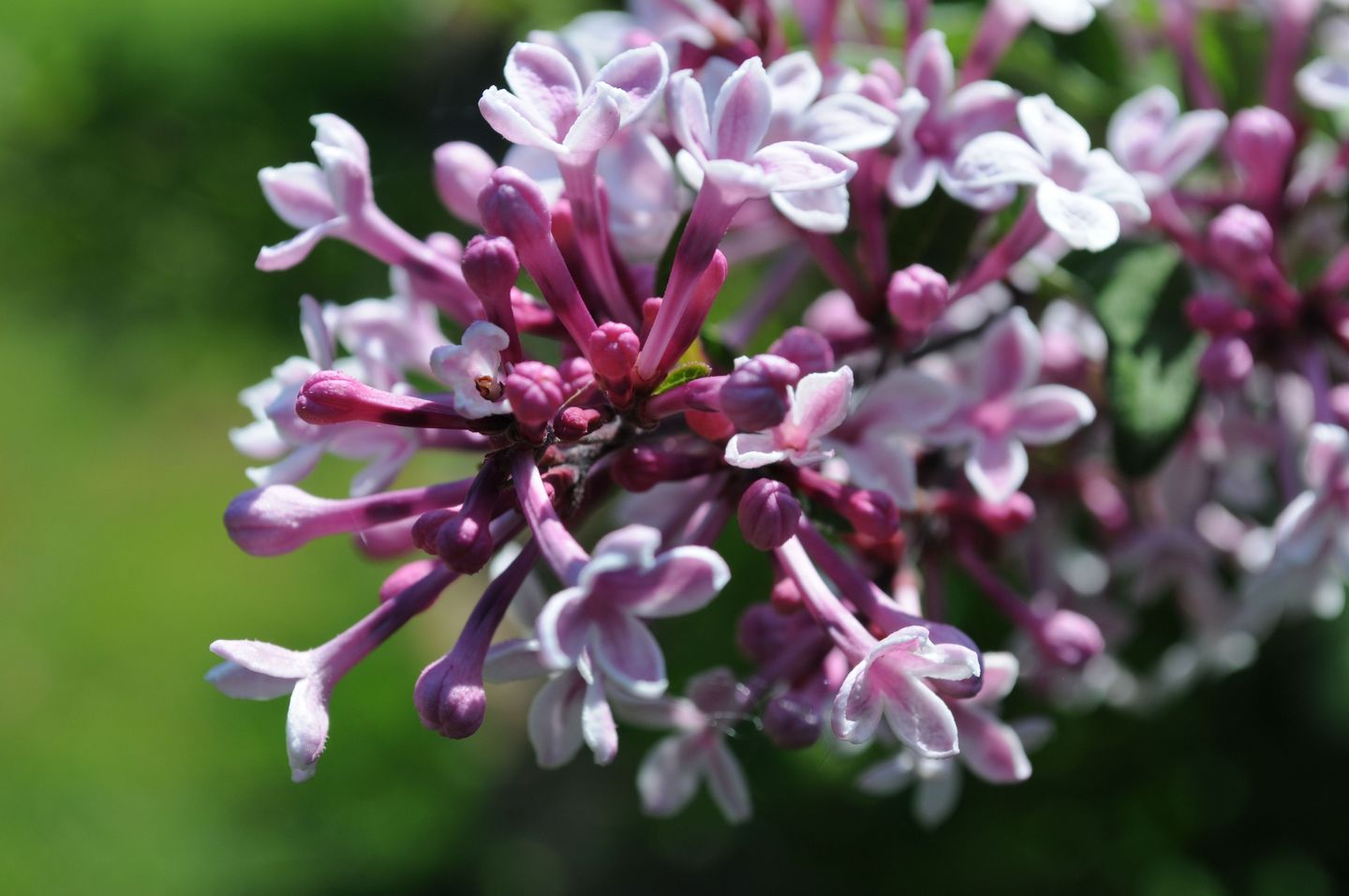 Bestel Syringa microphylla 'Superba' voordelig bij Plantenweelde