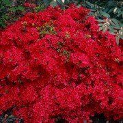 Bestel Azalea 'Rex' voordelig bij Plantenweelde