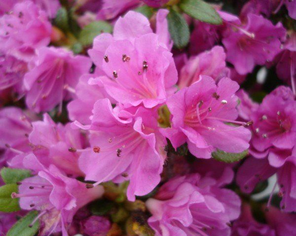 Bestel Azalea 'Geisha Purple' voordelig bij Plantenweelde