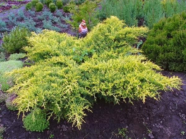 Bestel Juniperus media 'Gold Coast' voordelig bij Plantenweelde